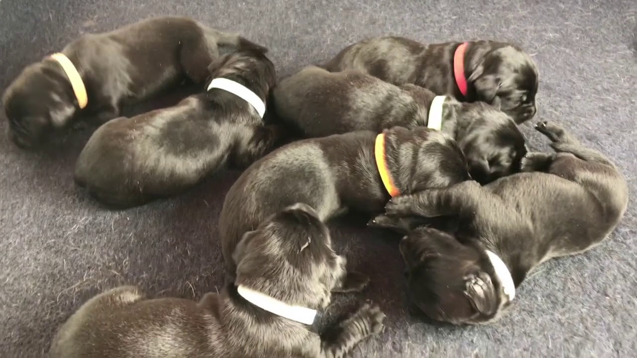 Avey 1-week-old British Labrador Puppies - YouTube