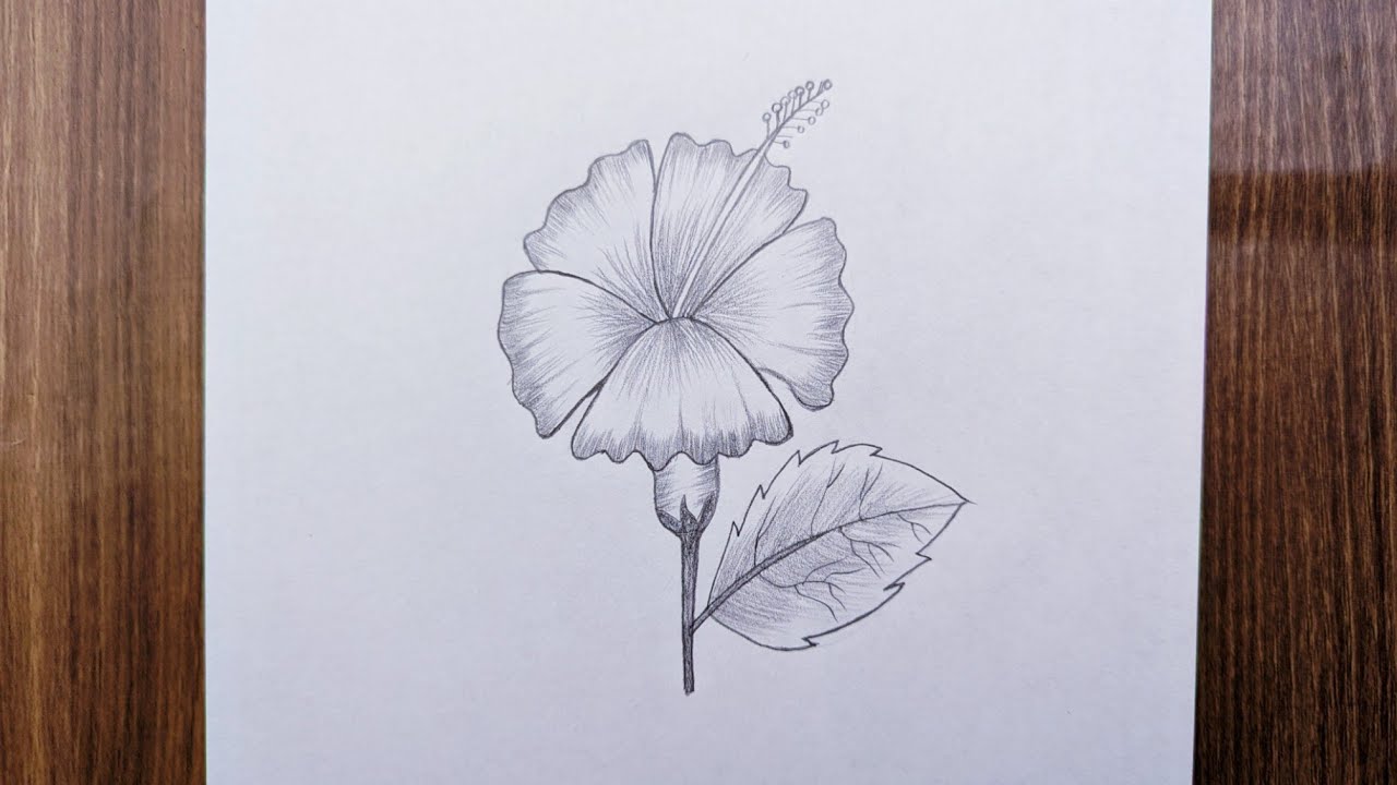 How to draw Hibiscus flower | Easy Joba ful drawing - YouTube