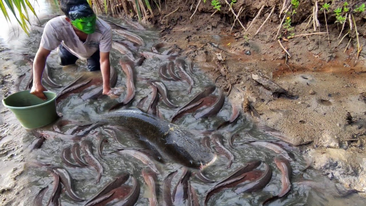 wow amazing daily life - Hulk Catches Lots of Fish by the Wide River, # ...
