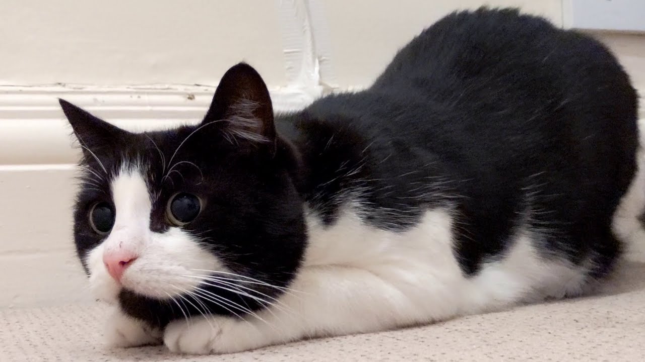 Cat Wiggles Butt Before Pouncing - YouTube