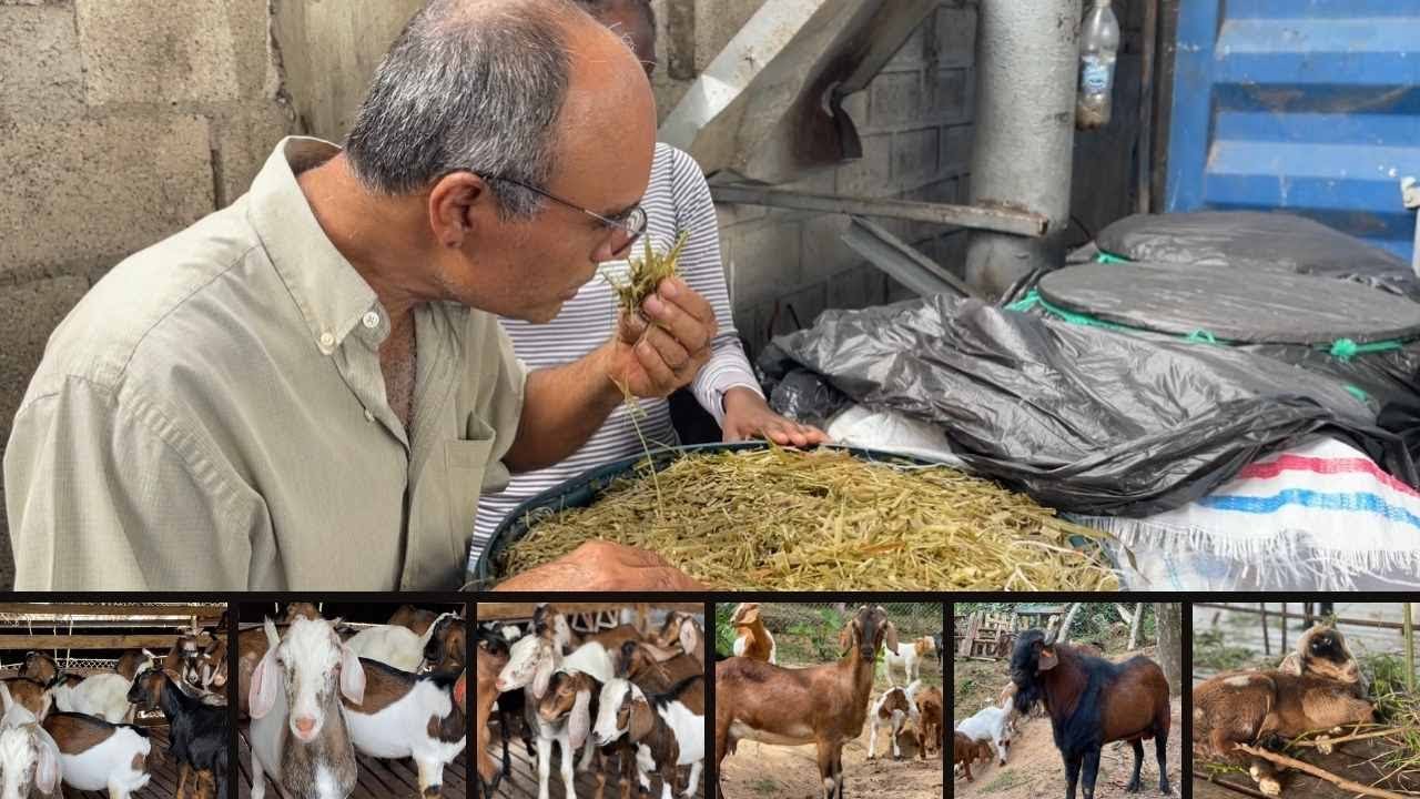 UPDATE OF OUR SILAGE PRODUCTION || SILAGE WE GOT GOOD RESULT - YouTube