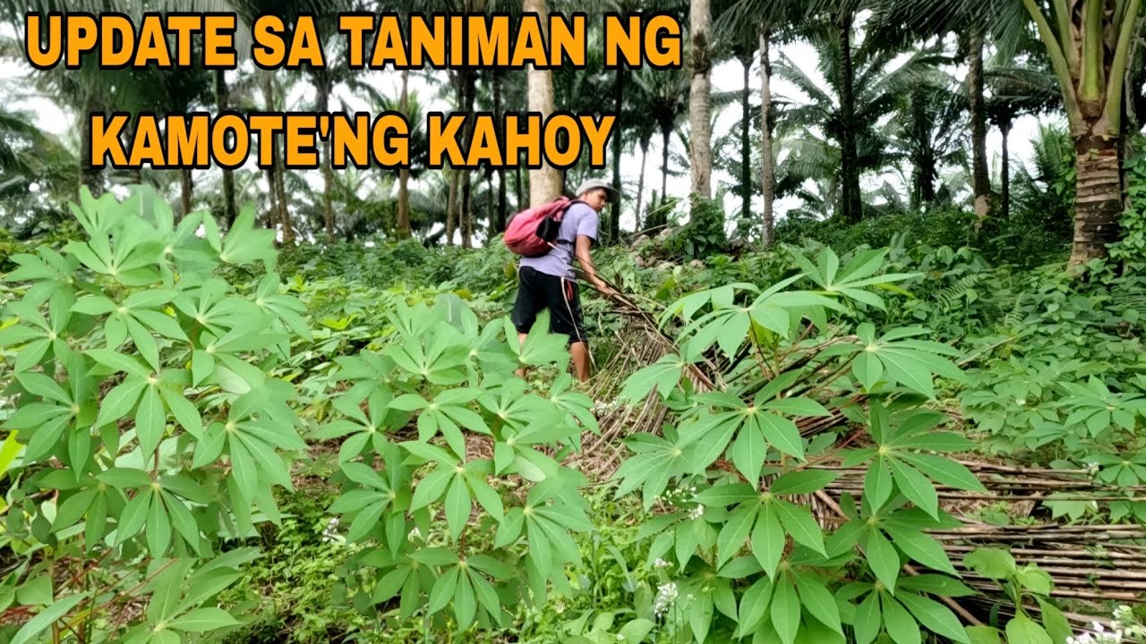 Kaylangan na mapalinisan ang taniman ng balinghoyanan - YouTube