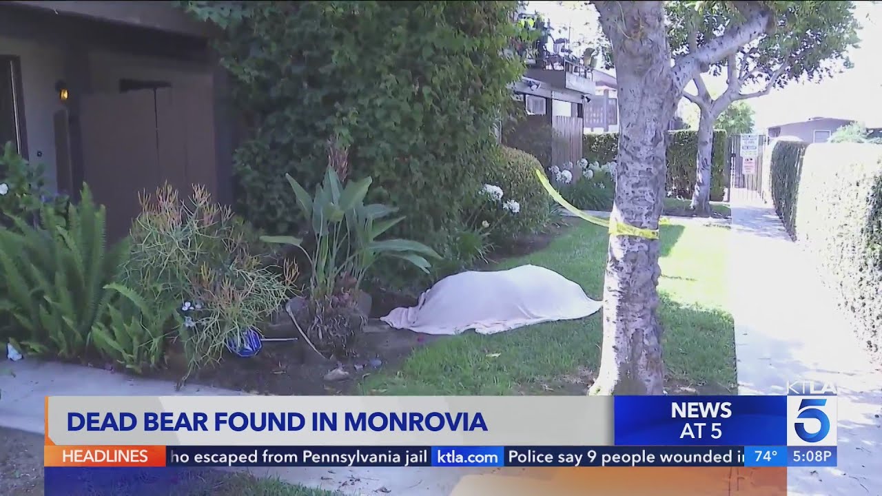 Dead bear found in Monrovia - YouTube