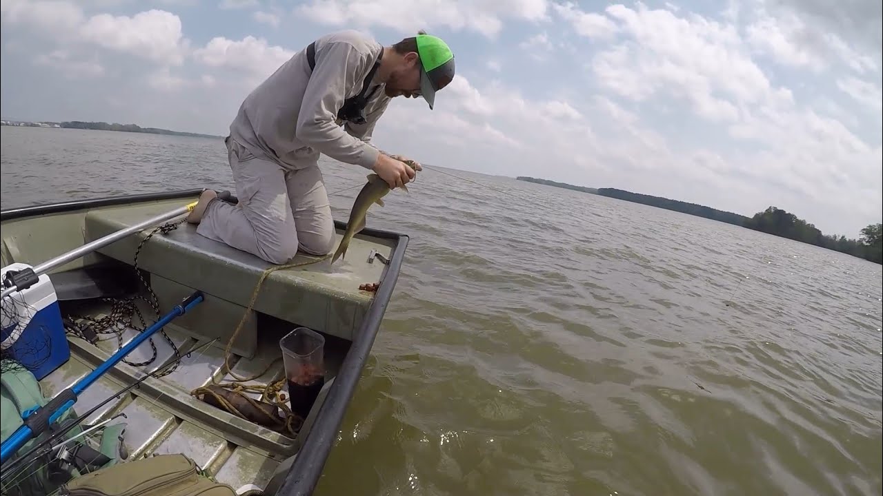 Trot Lining For Catfish (3 hour soak) - YouTube