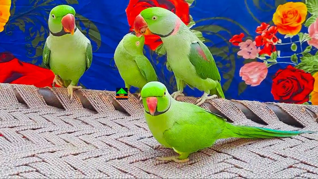 Talking Parrots Playing With Each Other On Charpai - YouTube