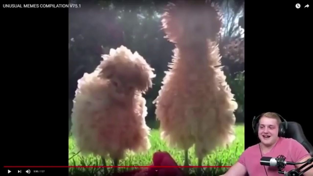 Trymacs lacht andere wegen Frisur aus | #trymacs #frisur - YouTube