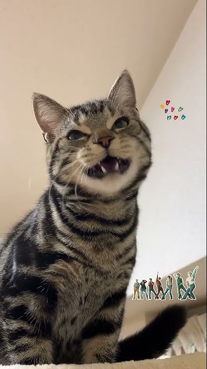 Cat Seeing Something - YouTube