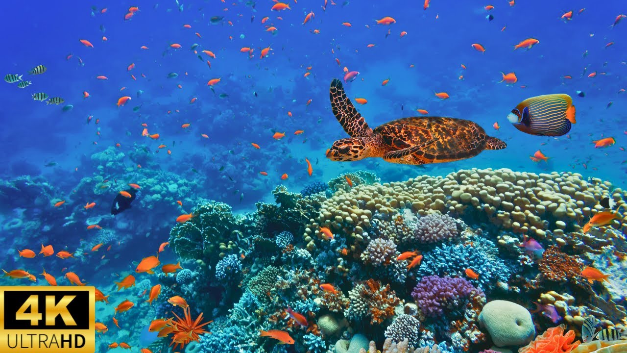fondali marini tropicali * video 4k vita subacquea * musica rilassante ...