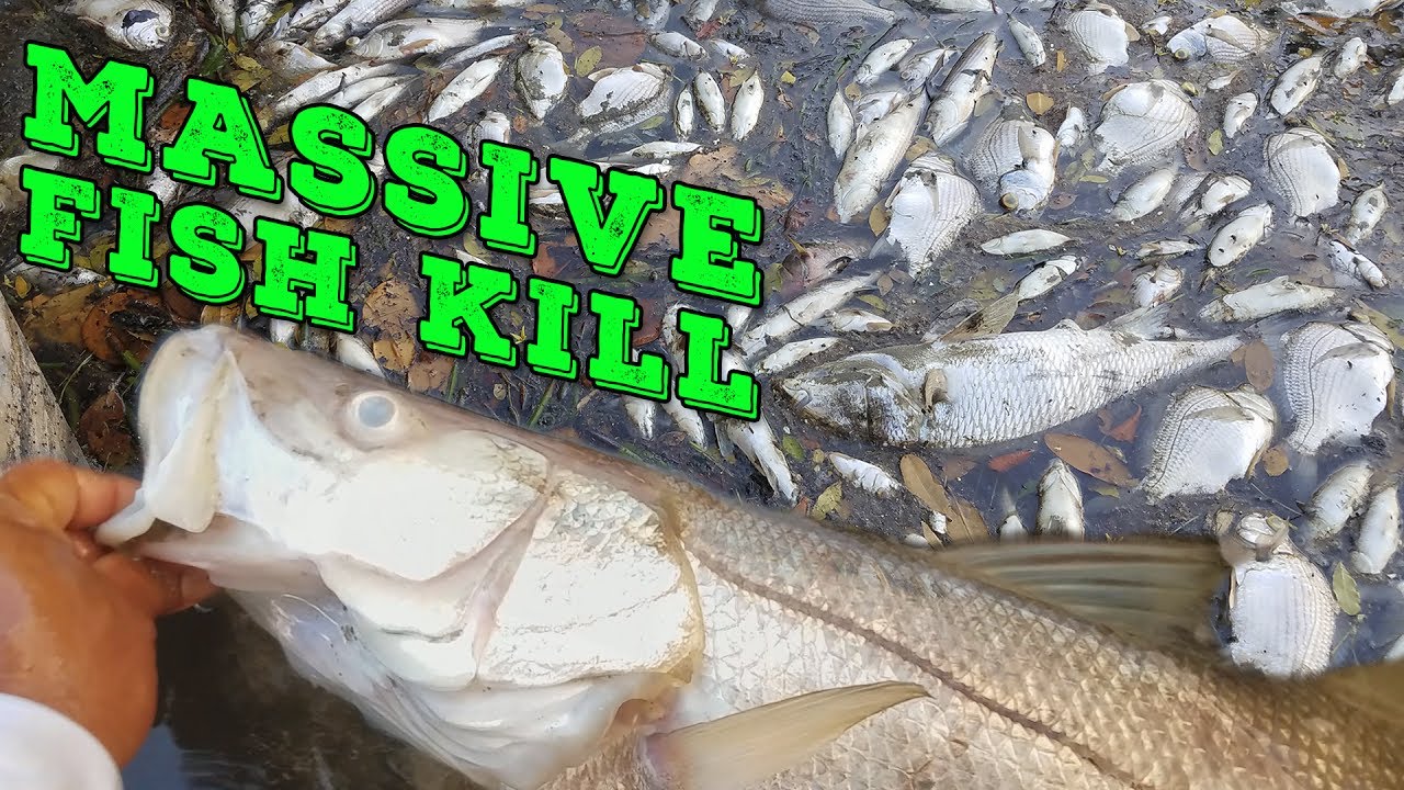 MASSIVE FISH KILL! BIG Fish Dying Everywhere | Monster Mike - YouTube