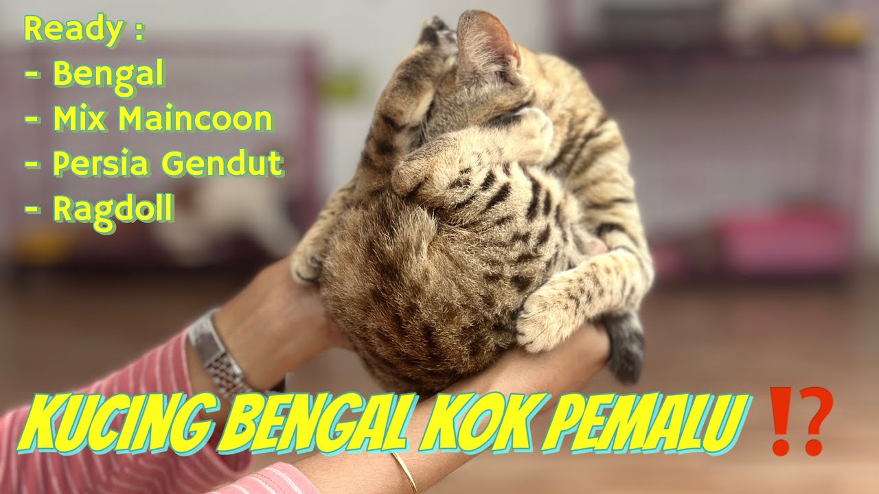 FULL BENGAL SEMUA VARIAN ‼️ READY MIX MAINECOON #kucing #catlover - YouTube