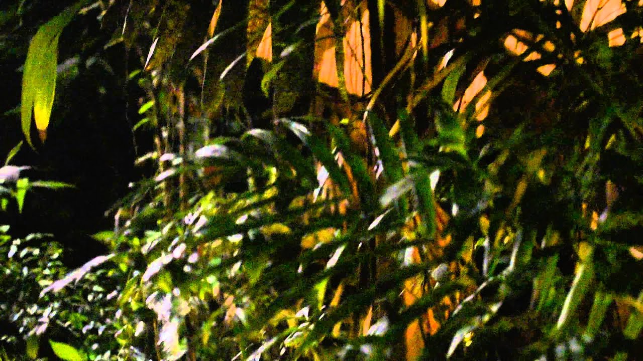 Fluitkikker in Burgers Bush - YouTube