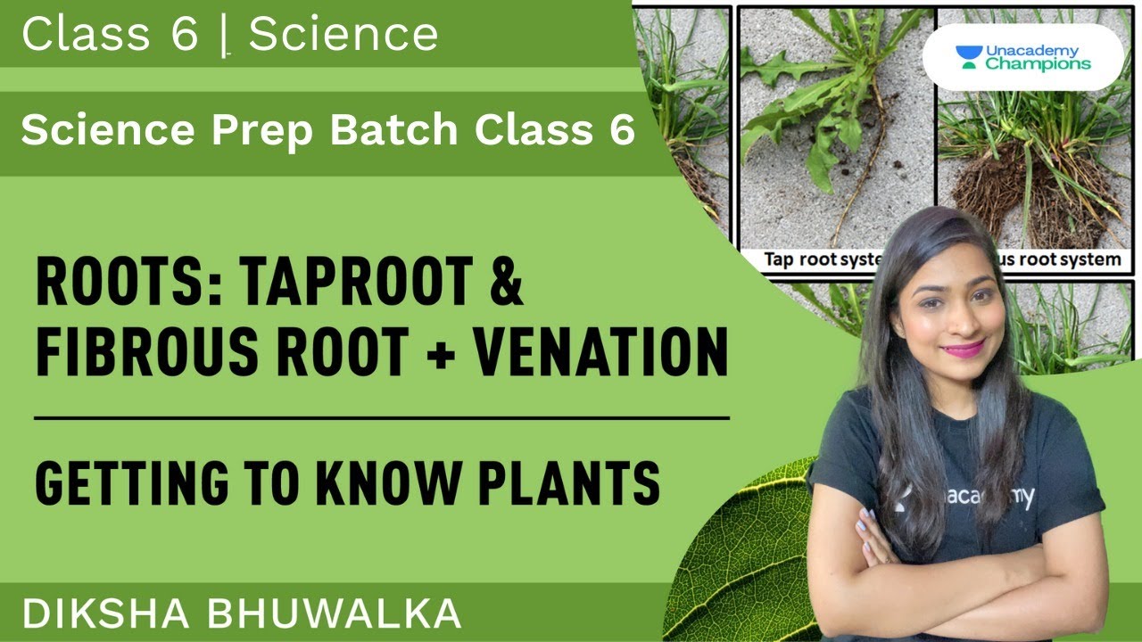 Taproot & Fibrous Root + Venation | Getting To Know Plants | Part 3 ...