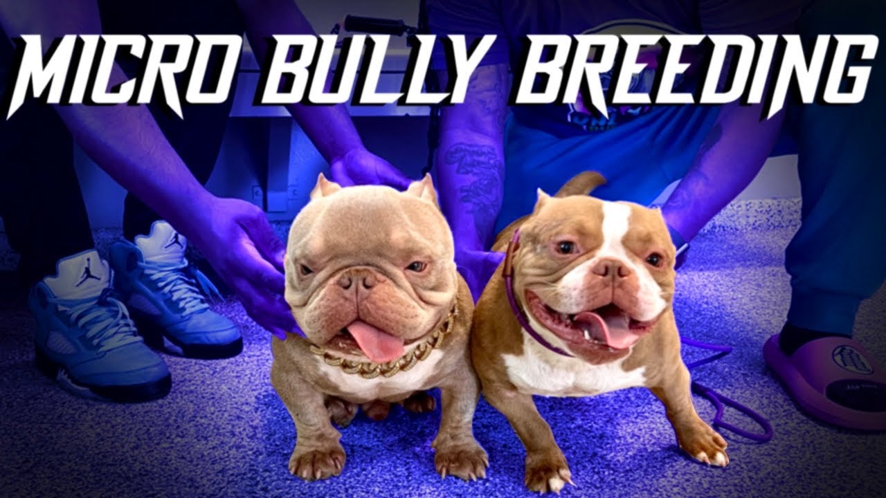 Exotic Micro Bully Breeding Vlog/G-Devil & Gamora - YouTube