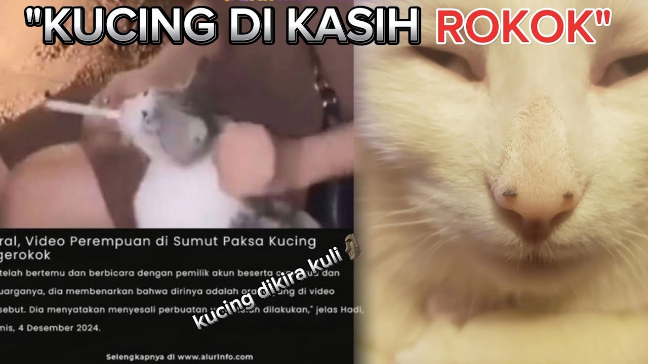 Kucing disuruh merokok🗿 - YouTube