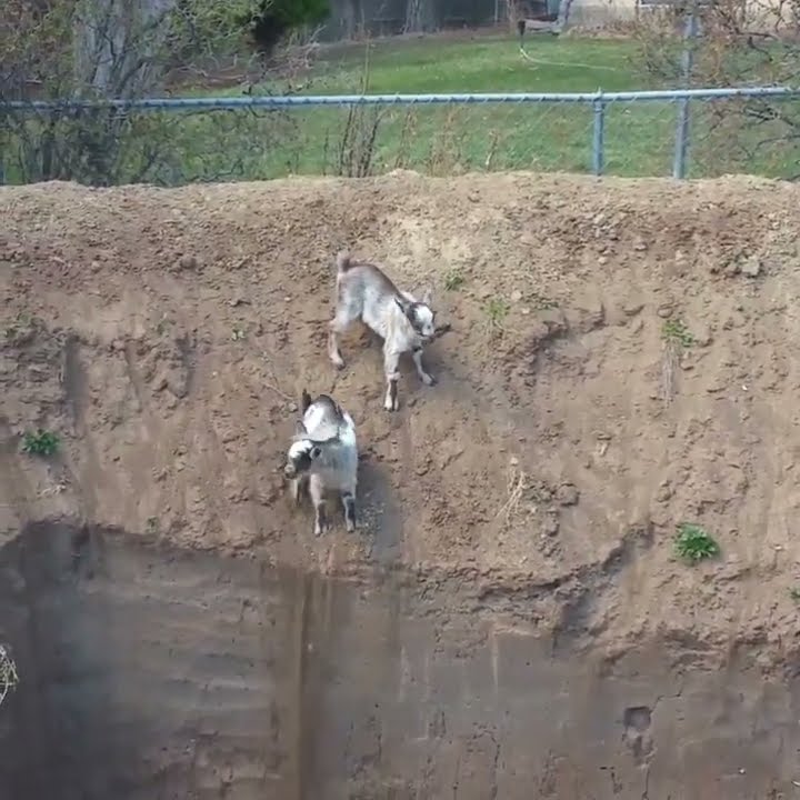 Goat fun - YouTube