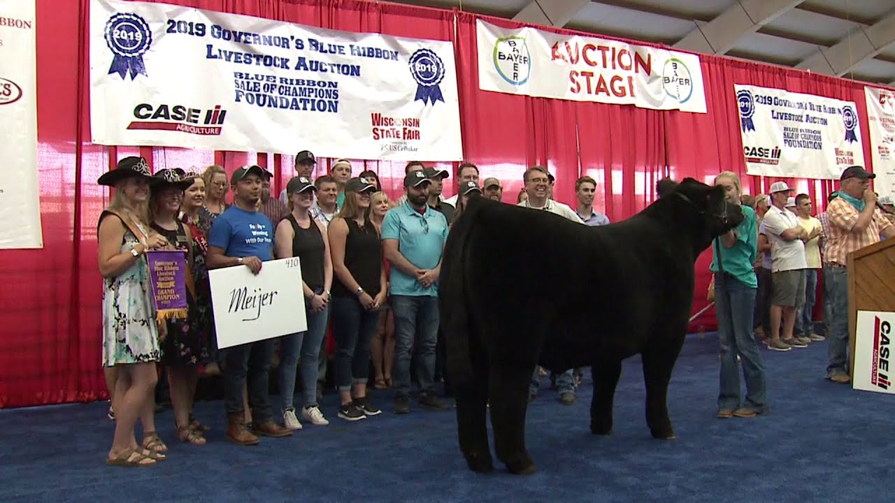 Grand Champion Steer Goes for Over $47K at Wisconsin State Fair - YouTube
