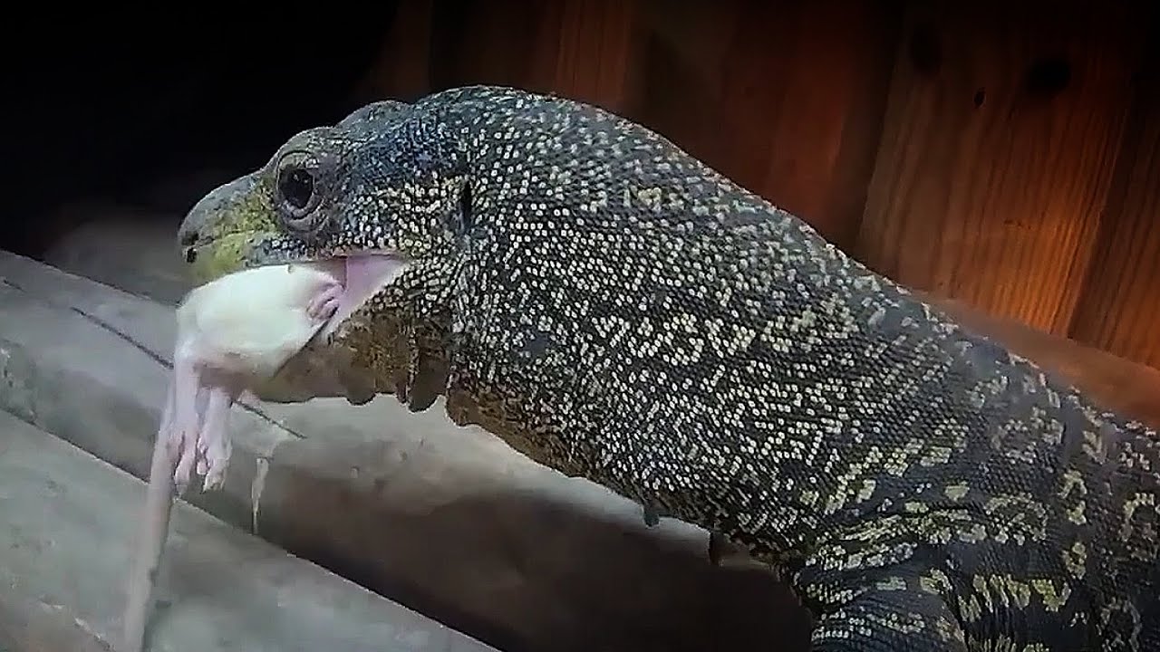 Lizard's Feeding on Rat's INSANE!! Footage TWENTY Unique FEED'S - YouTube