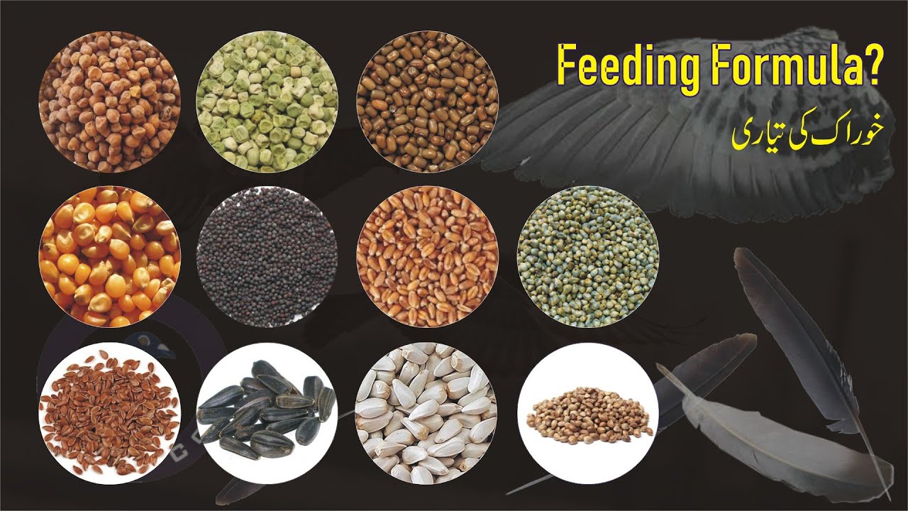Pigeon Feed | Mix Feed Formula for Breeder Pigeon & Flyer Pigeon ...