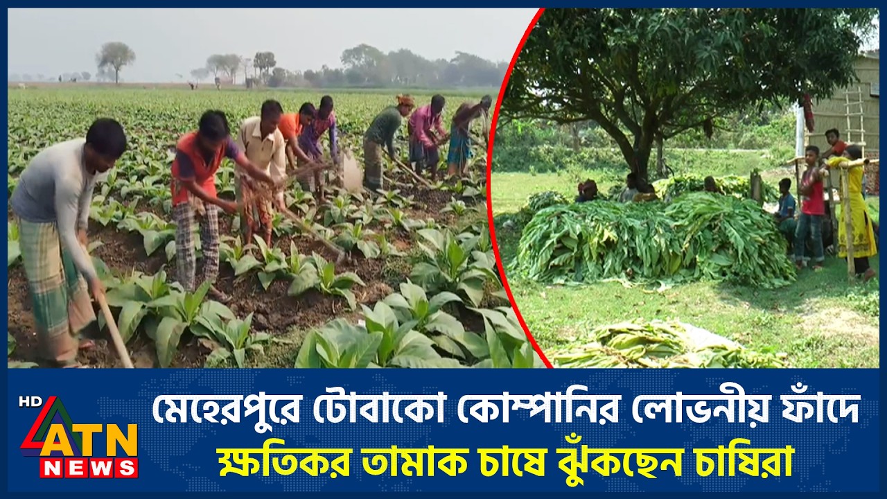 মেহেরপুরে টোবাকো কোম্পানির লোভনীয় ফাঁদে ক্ষতিকর তামাক চাষে ঝুঁকছেন ...