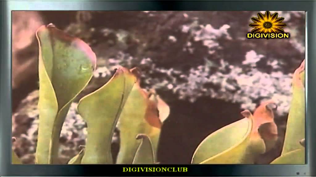 non-veg-plants-youtube