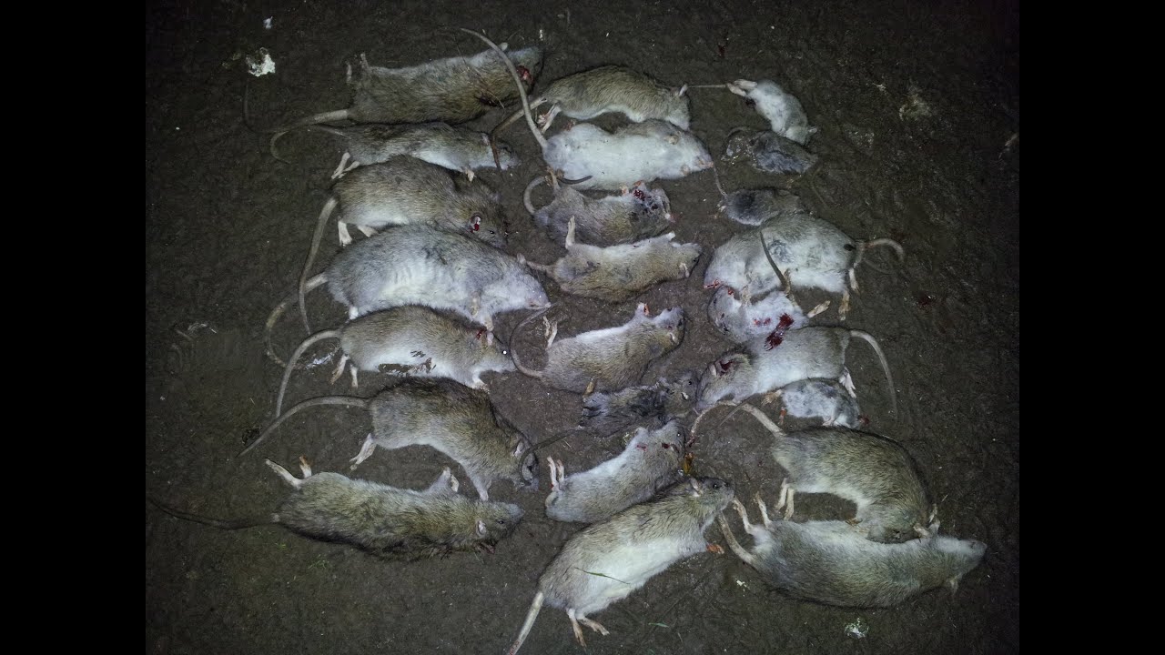 Rat Shooting - Back to the Duck Pond. - YouTube