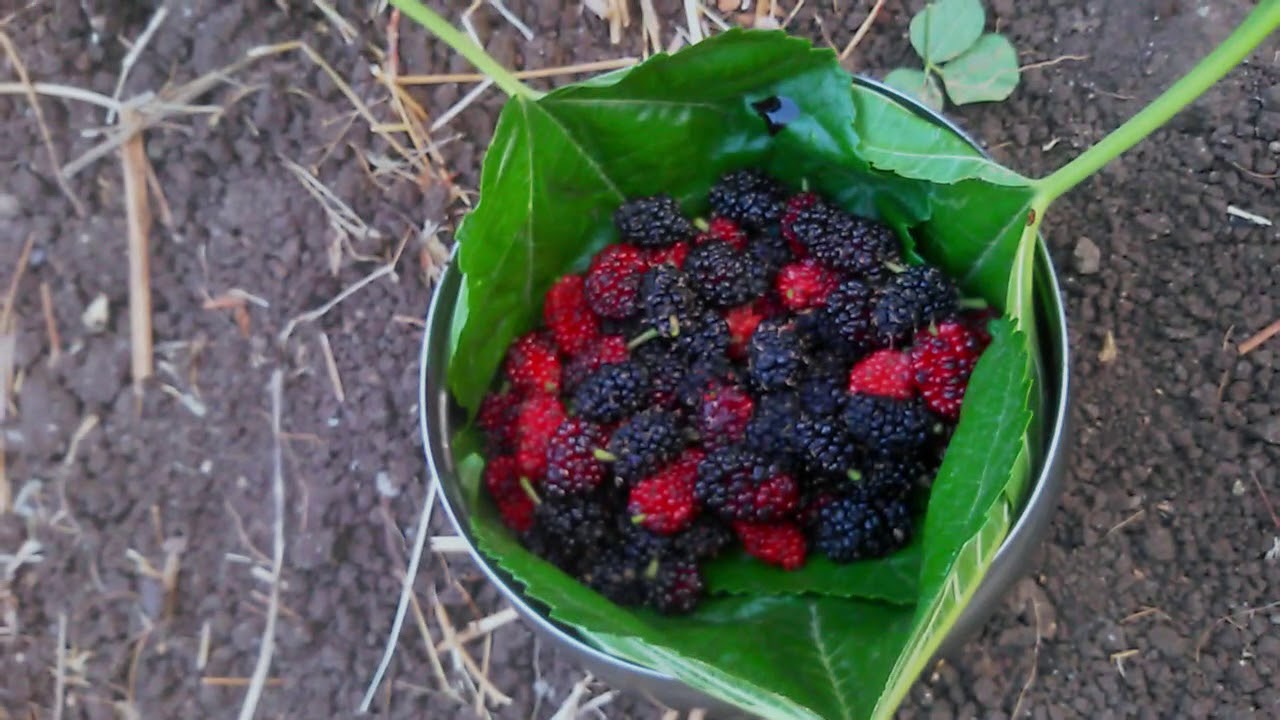 रेशीम शेती | तुतीची झाडें | Mulberry trees plants in sericulture Indian ...