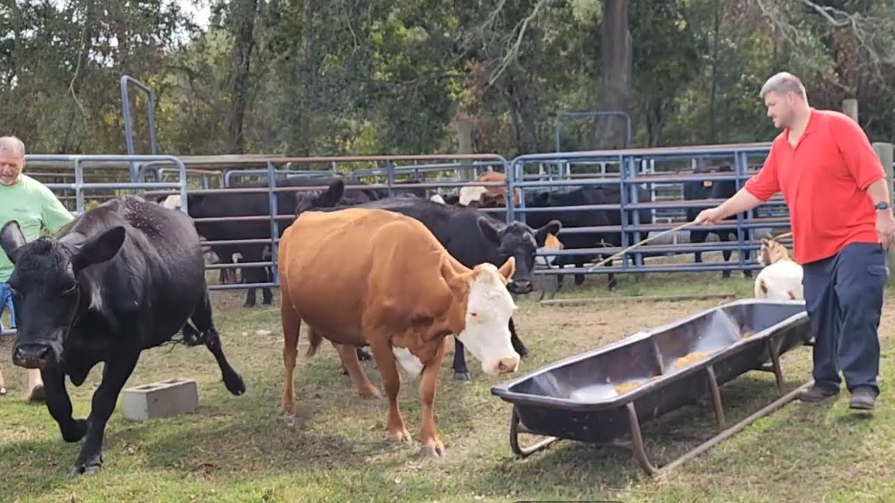 Chris got hurt sorting cows for market - YouTube
