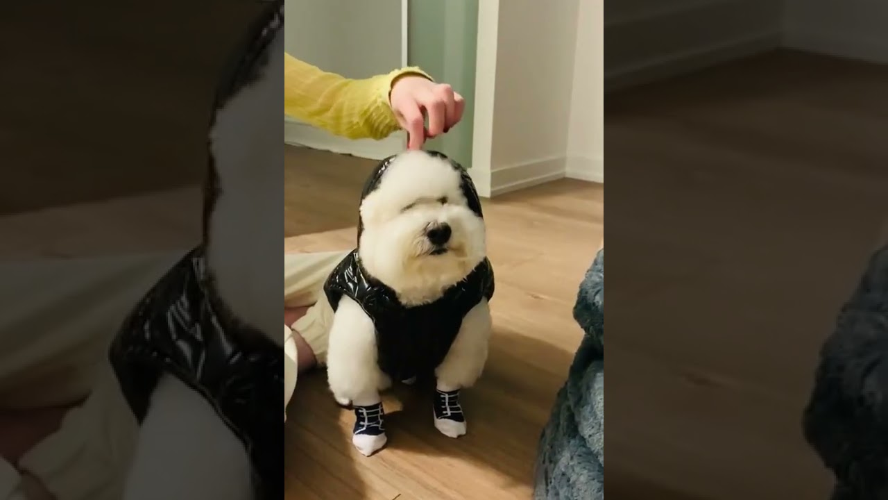 cute dog#short#shorts(2) - YouTube