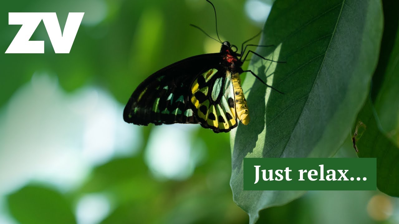 Experience the peace and tranquility of Melbourne Zoo's Butterfly House ...