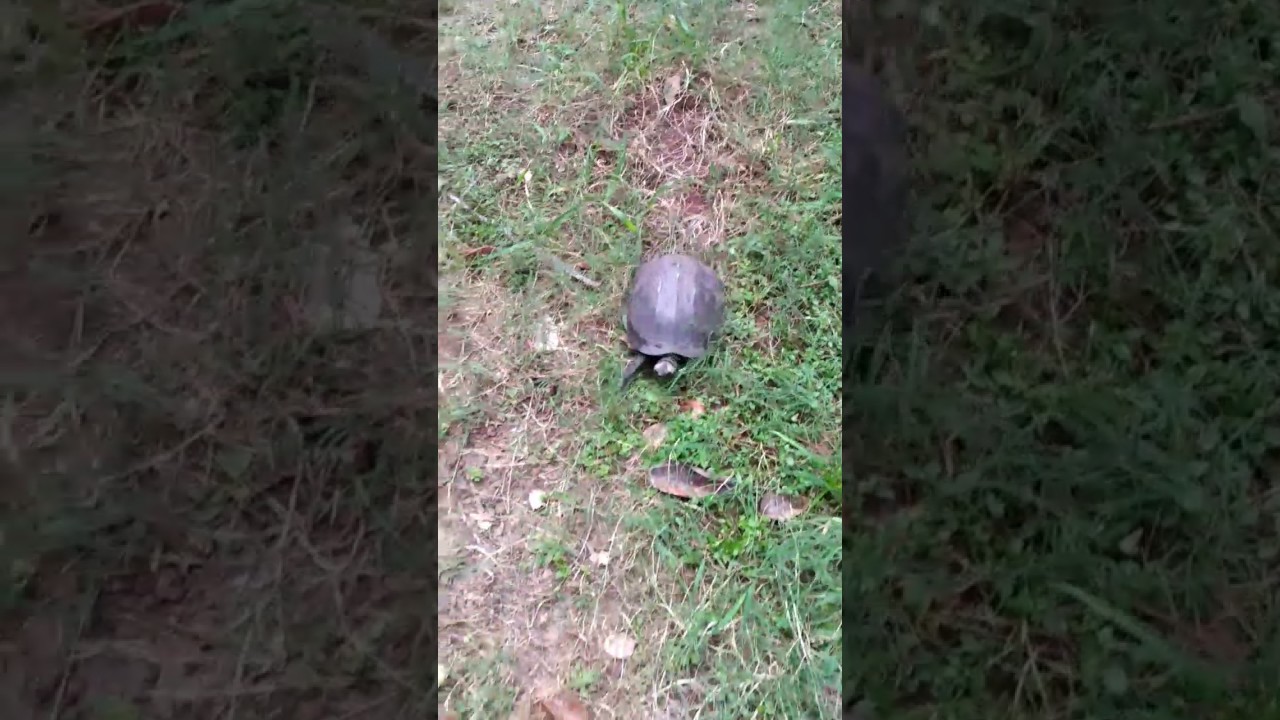 Tortoise Kerala India - YouTube
