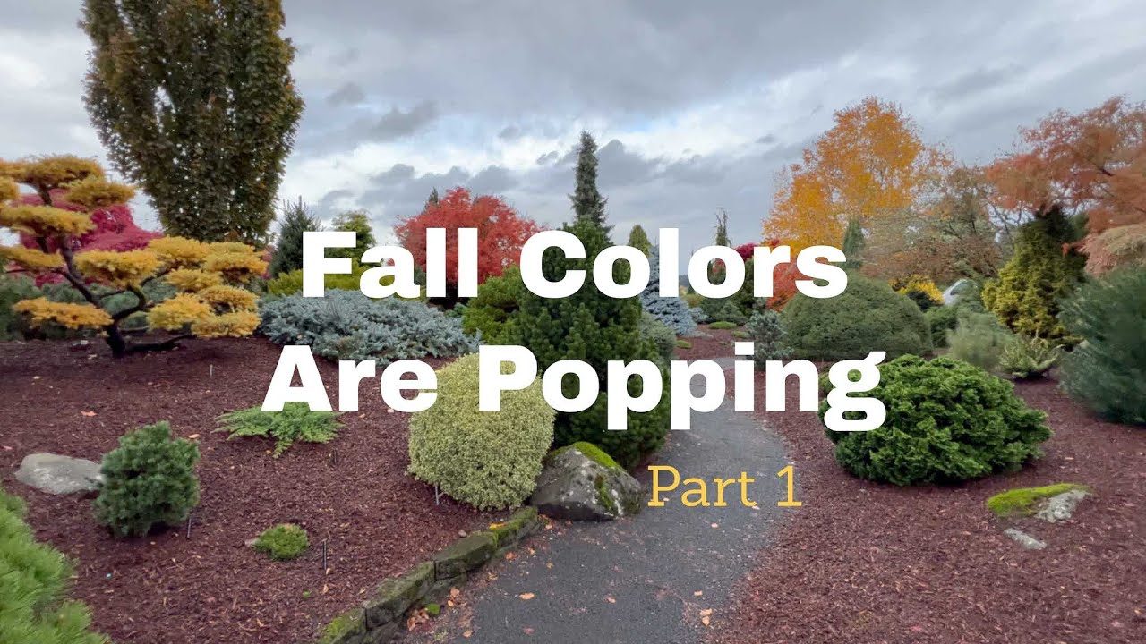Japanese Maple Garden Tour | Fall Tree Colors | Jean Iseli Memorial ...