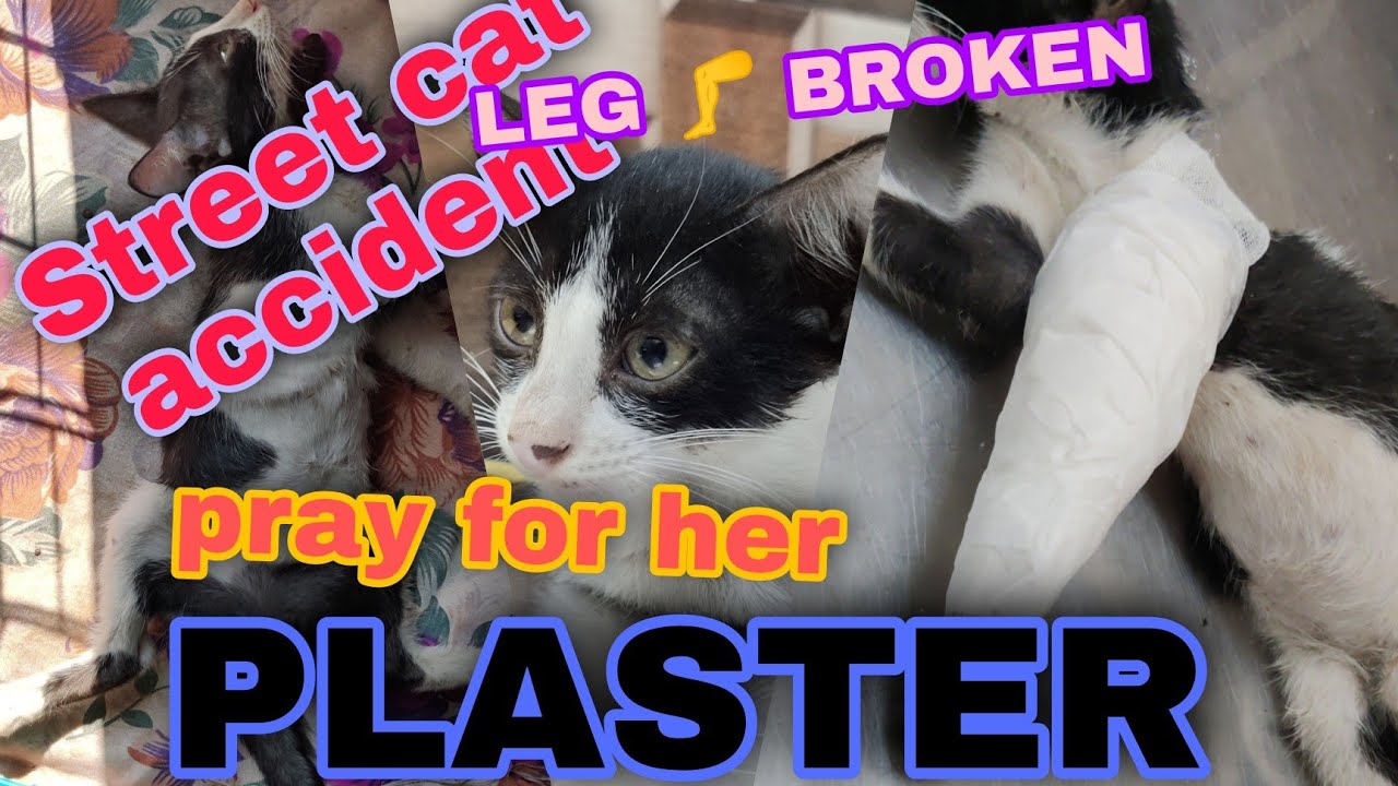 stray cat ki leg break haddi tut gai plaster kerwaya pls pray for her ...