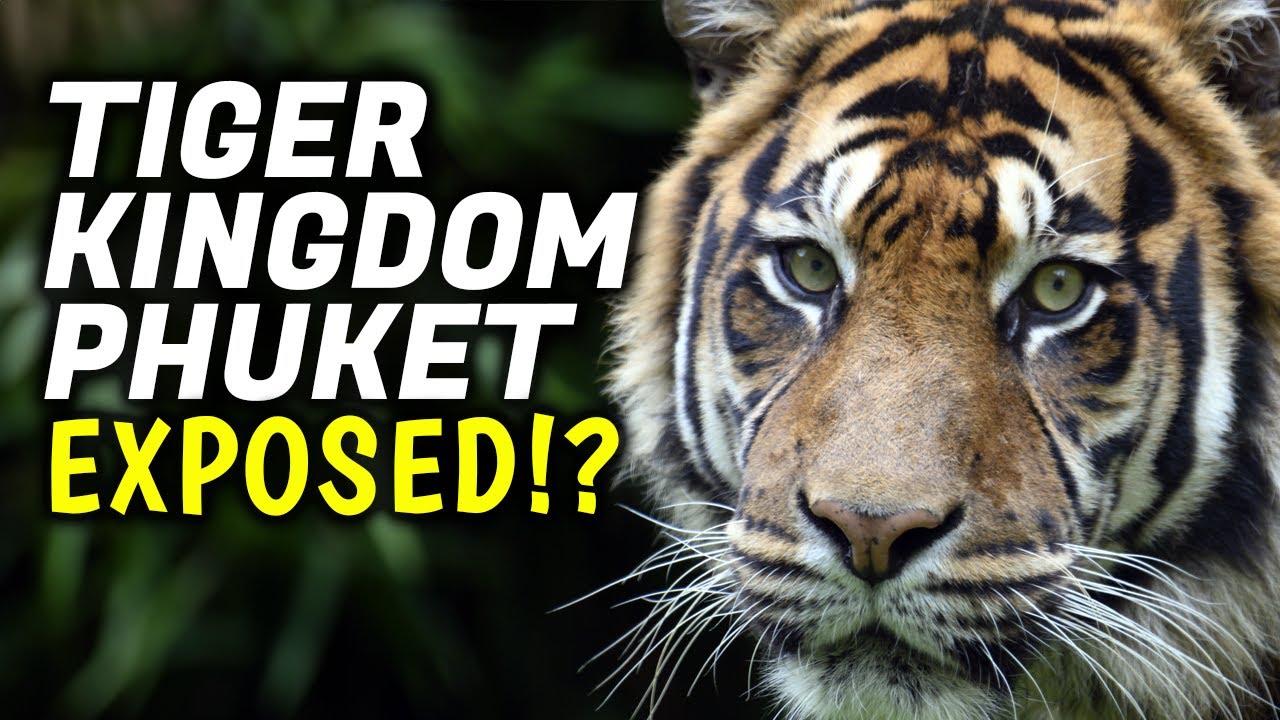 Reviewing The Tiger Kingdom Phuket │ Things To Do In Phuket, Thailand ...