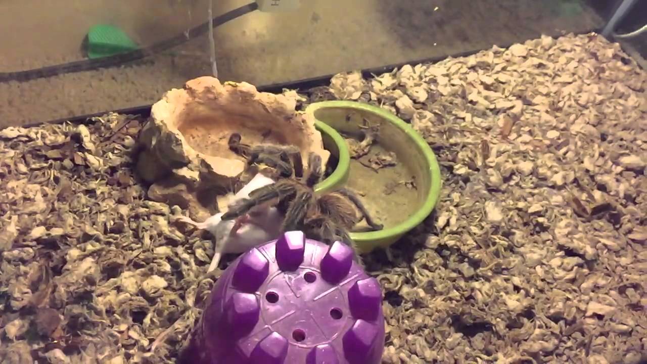 Turantula VS Mouse SLO MO - YouTube