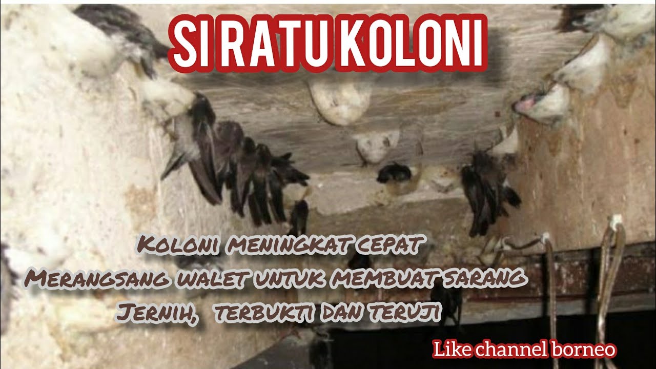 SUARA INAP (Yang paling dicari petani walet) si RATU KOLONI. - YouTube