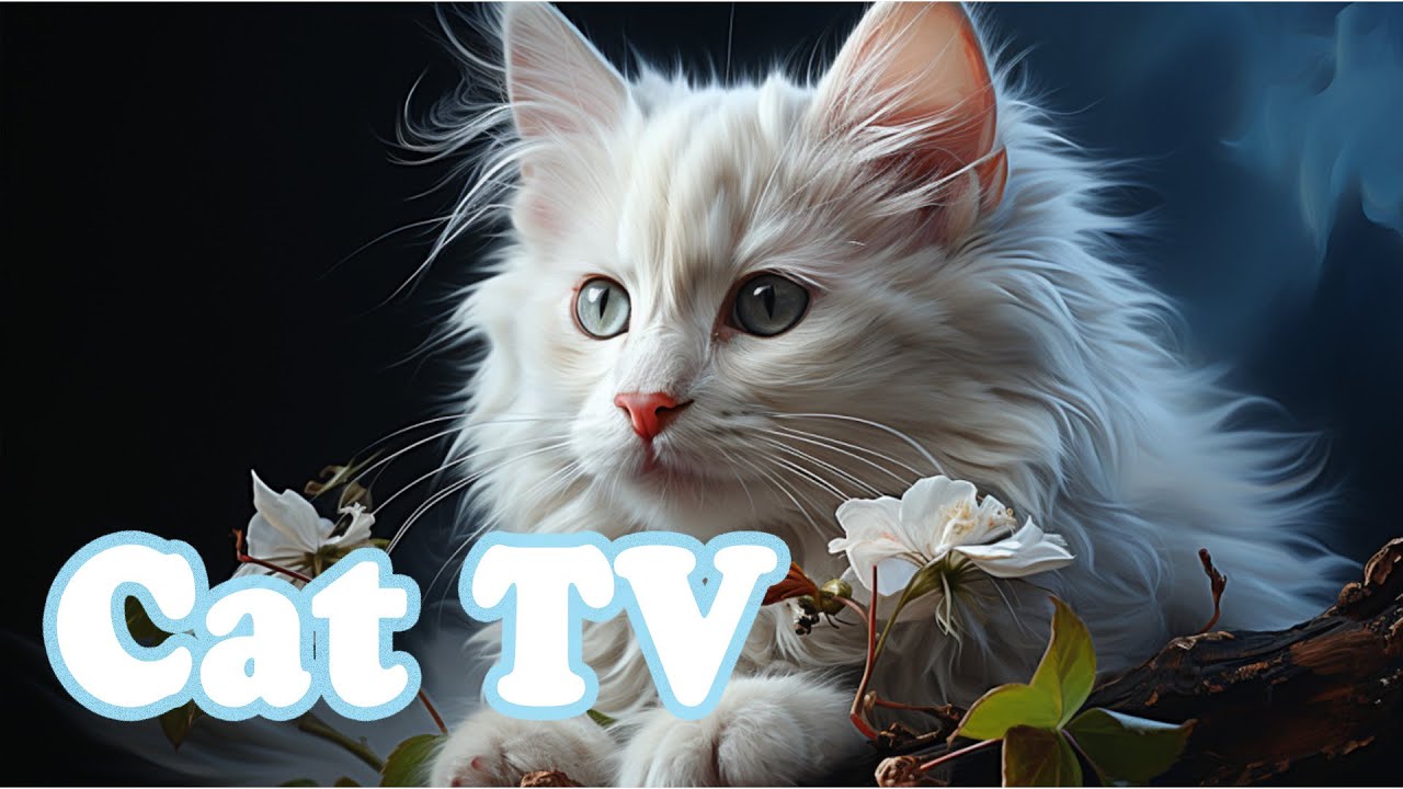 CAT TV : 3 Hours of Cat TV with Best Relaxing Music For Cats & Chill ...