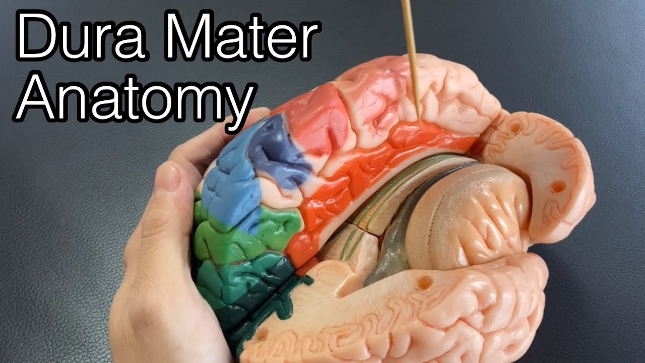 Important anatomy of dura mater (English) - YouTube