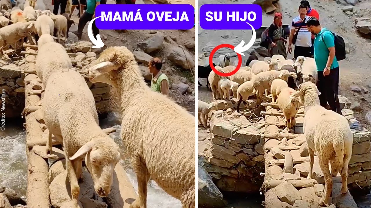 Mamá oveja se reencuentra con su bebé después de larga espera 💞🐑 - YouTube