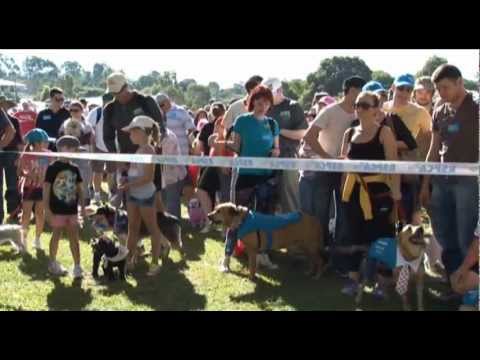 The RSPCA Million Paws Walk - This Town Brisbane