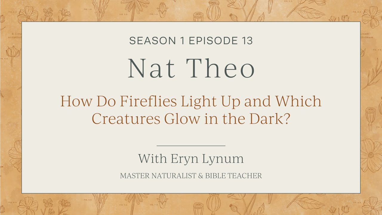 How Do Fireflies Light Up and Which Creatures Glow in the Dark? - YouTube