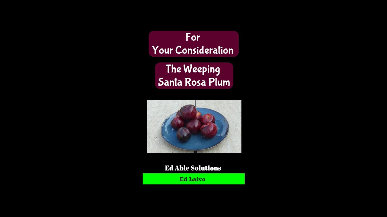 Weeping Santa Rosa Plum Fine Flavor and Outstanding Ornamental For Your ...