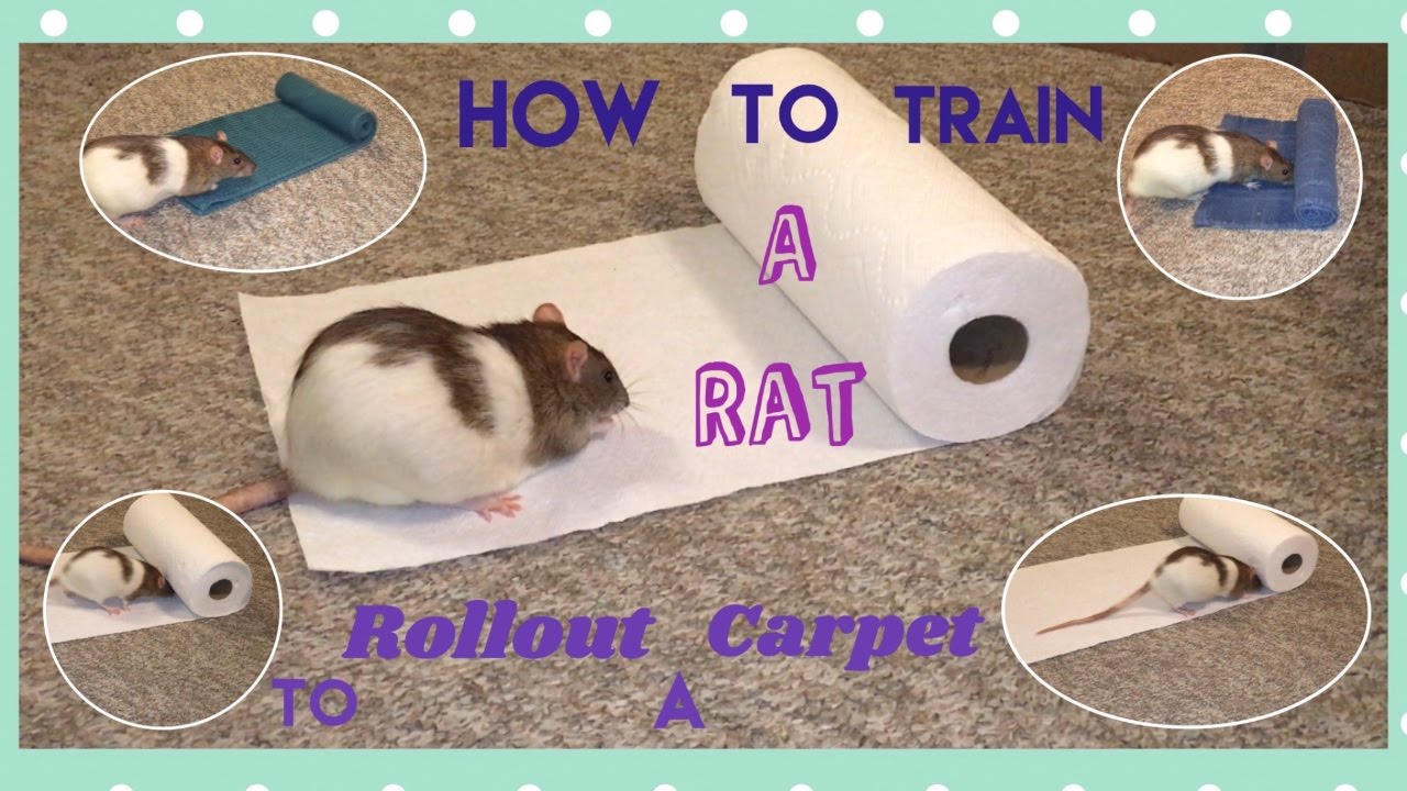 How To Train A Rat To Rollout A Carpet - YouTube