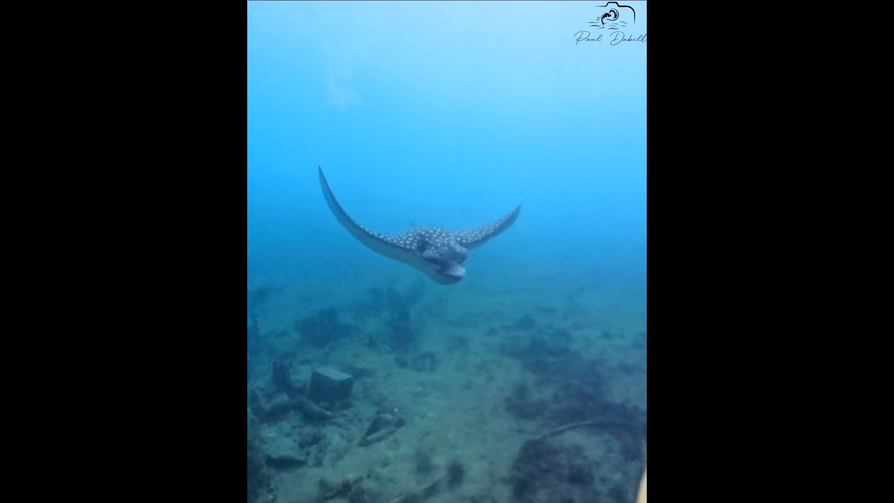 UNBELIEVABLE Underwater World! I Dropped My Camera Under a Bridge in ...