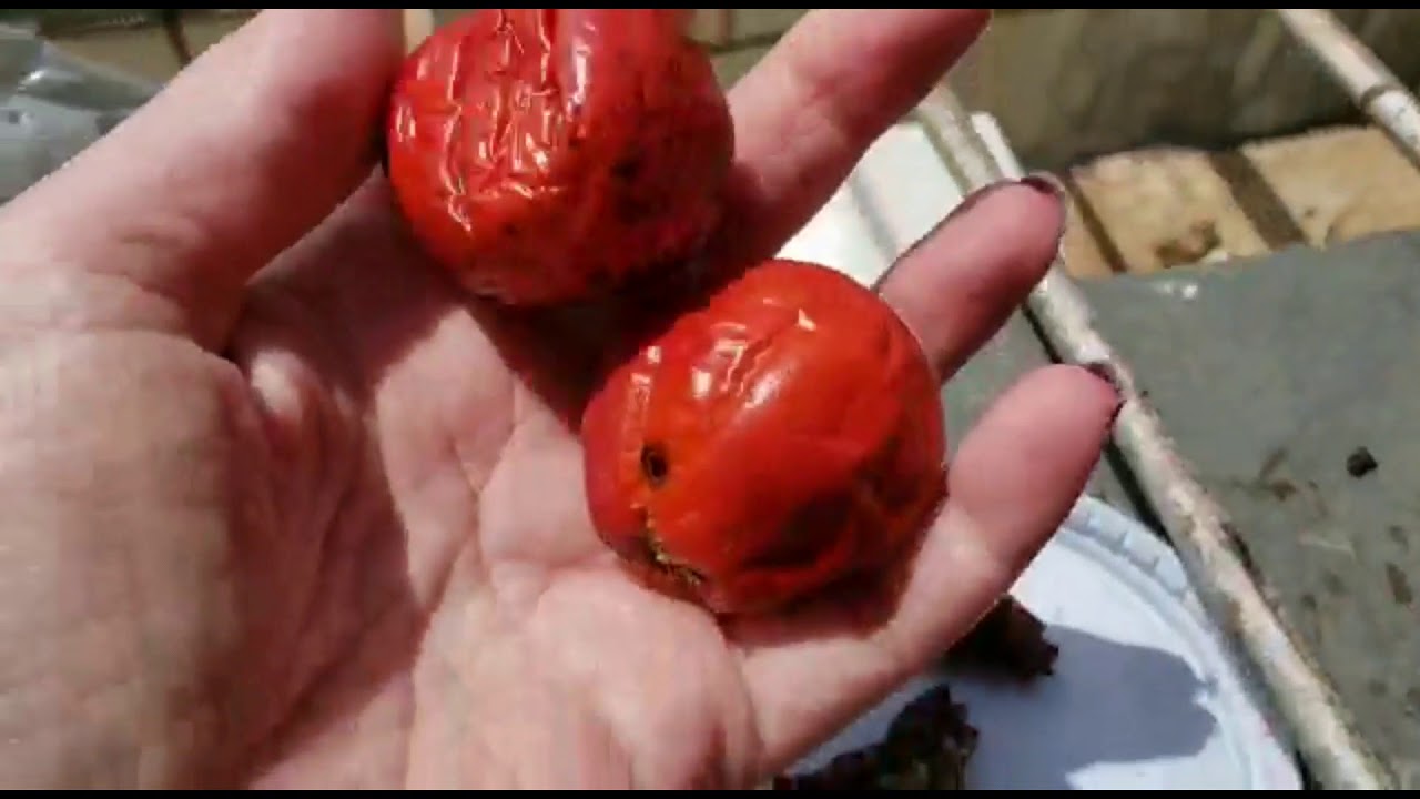 PREPARANDO SEMENTE DE JILÓ - YouTube