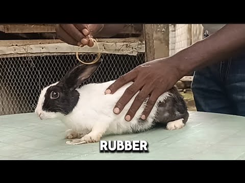 How To Force Breed A Female Rabbit - RABBIT MULTIPLICATION - YouTube
