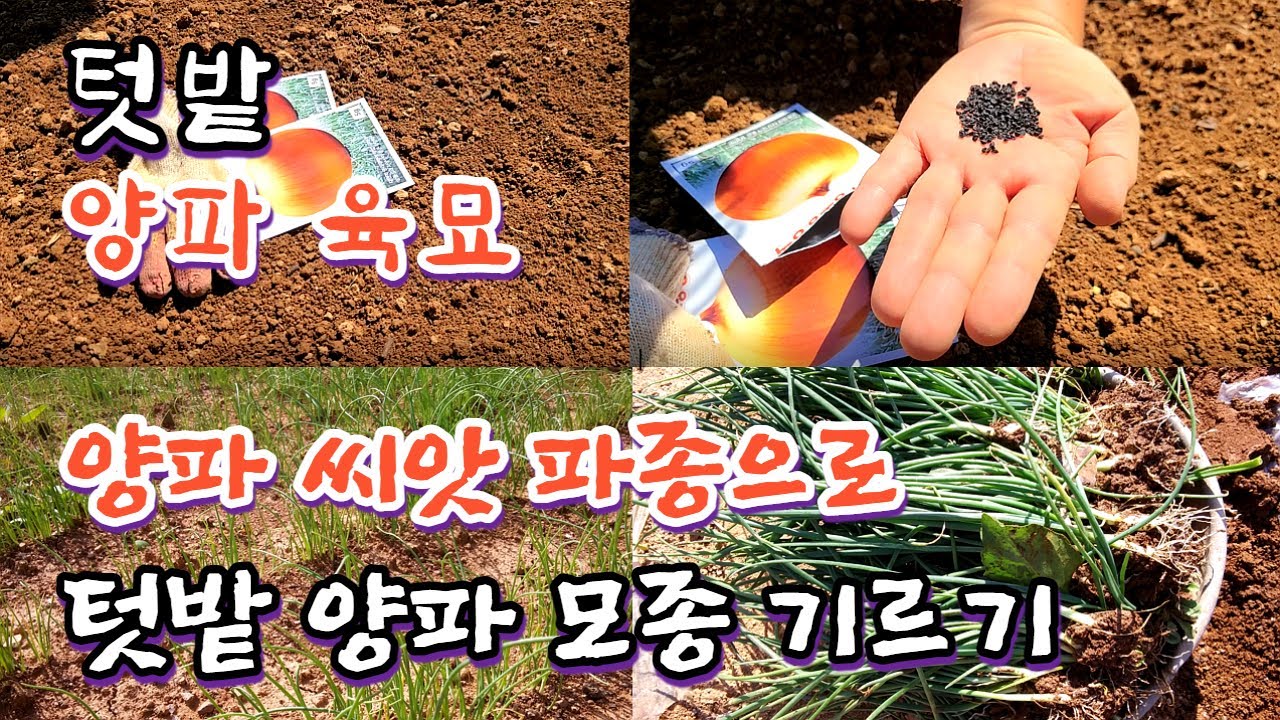 텃밭 양파 씨앗 파종으로 모종기르기 텃밭 양파 씨앗 파종 시기 텃밭 양파 육묘 Youtube
