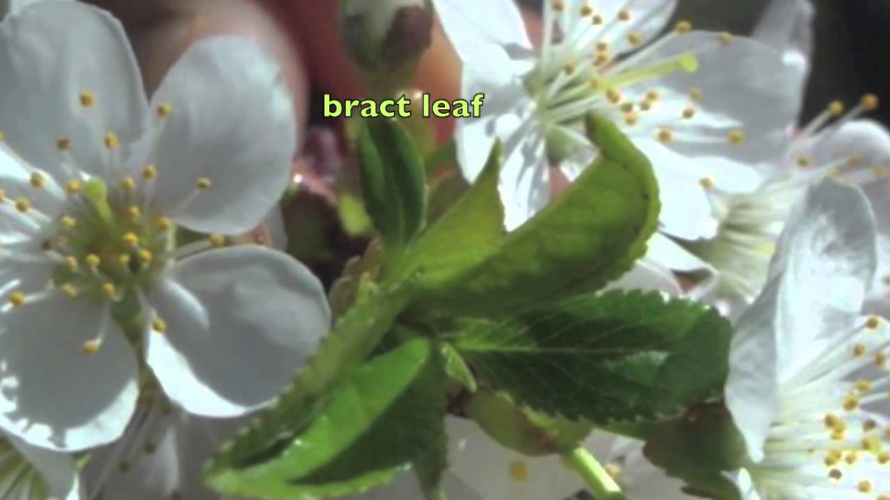 Early season cherry leaf spot on bract leaves - YouTube