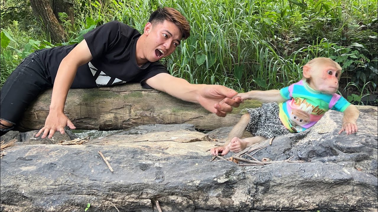 Explore wild nature! Monkey Luk saves dad when he's in trouble - YouTube