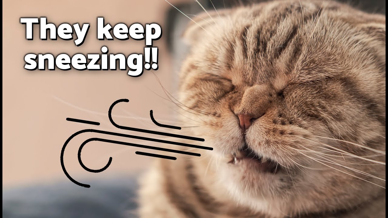 Why Does My CAT SNEESE a Lot? 🤧😿 These Are the 8 Main Causes! - YouTube
