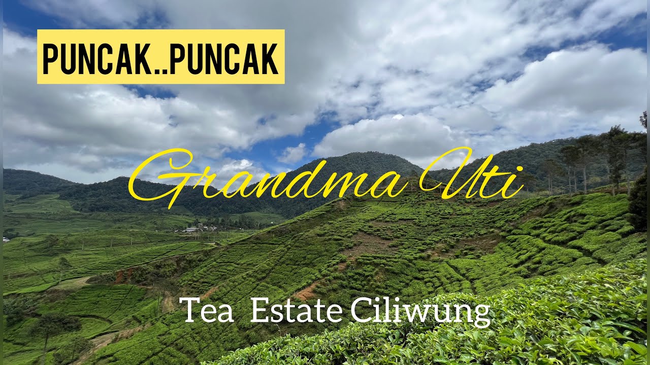 Tea Estate THE CILIWUNG, PUNCAK - YouTube